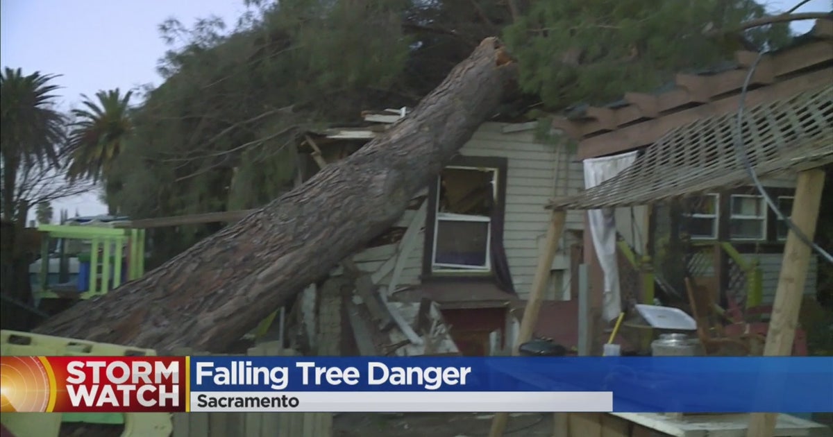 Check Your Trees: Winter Storm Could Bring Many Trees Down - Good Day ...