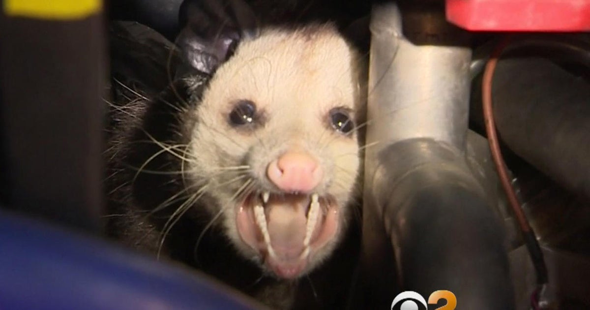 Possum was living in unused, $1 million taxpayer-funded bus - CBS News