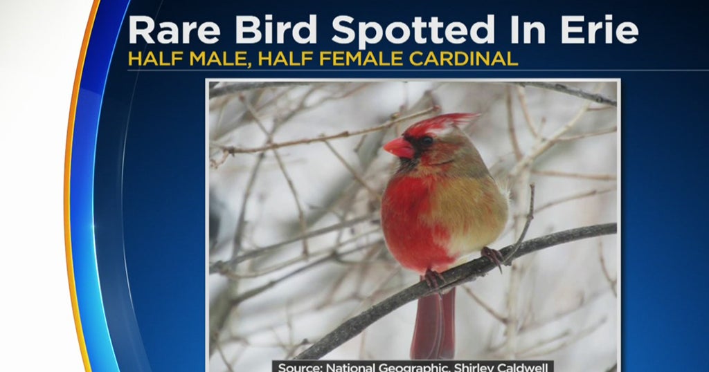 Rare Half-Male, Half-Female Cardinal Spotted In Western Pennsylvania ...