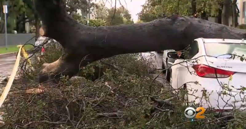 Diseased Tree Crushes Parked Car In Palms - CBS Los Angeles
