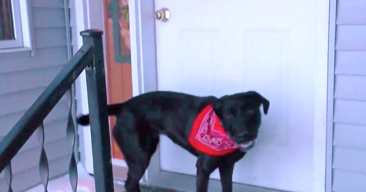 Minnesota dog rescue: 87-year-old woman says neighbor's dog saved her ...