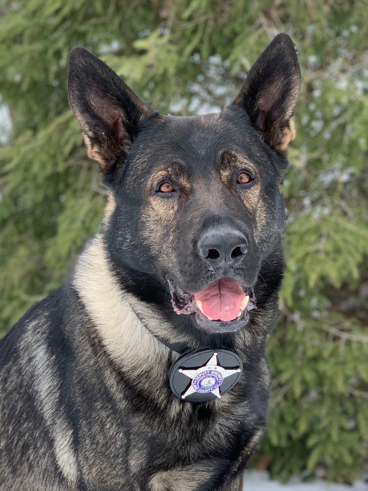 Lake County Police Dog Named 'K9 Of The Year' - CBS Chicago