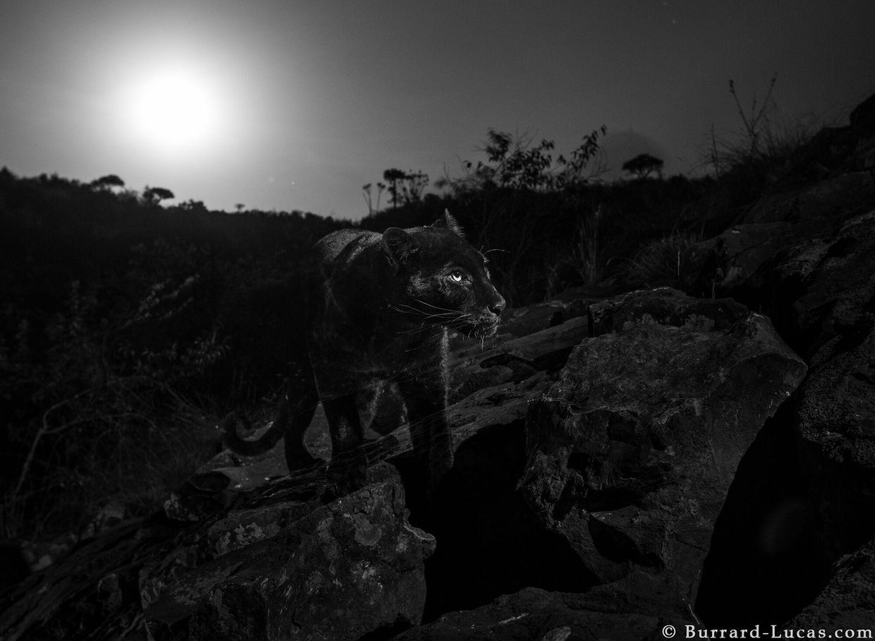 African black leopard: Rare black panther captured in stunning photos ...