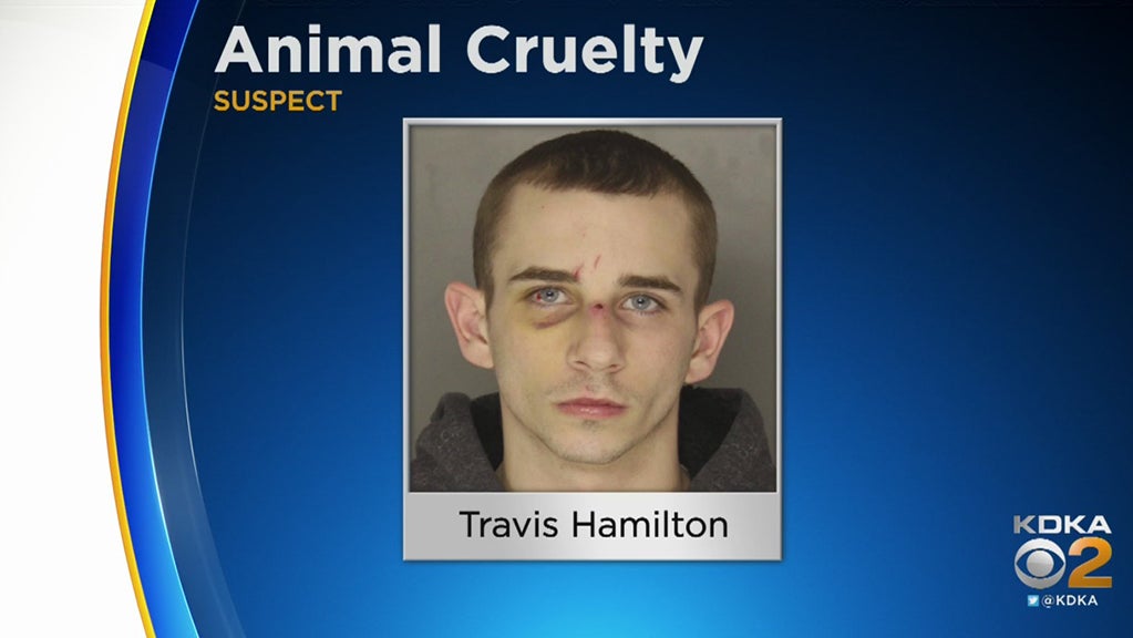 Police Arrest Man Who Shot Beechview Family's Dog After Super Bowl ...