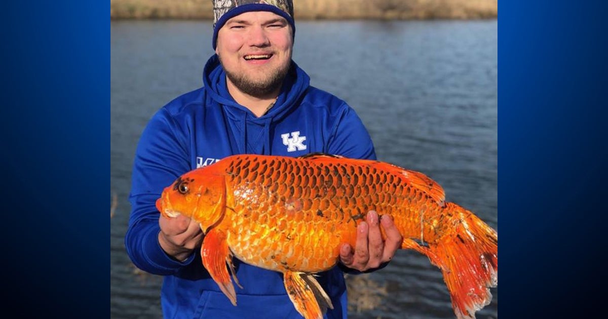 Fisherman Catches Giant 20 Pound 'Goldfish' With A Biscuit - CBS Colorado