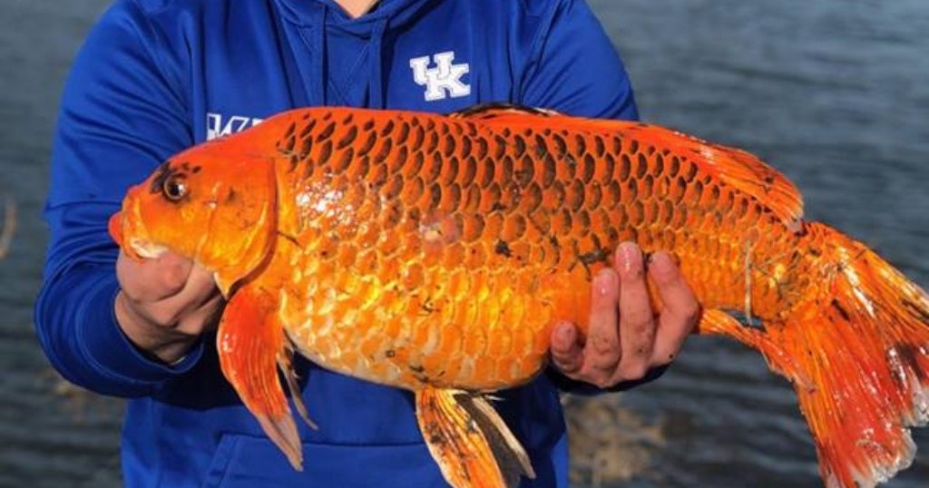 Fisherman Catches Giant 20 Pound 'Goldfish' With A Biscuit - CBS Texas
