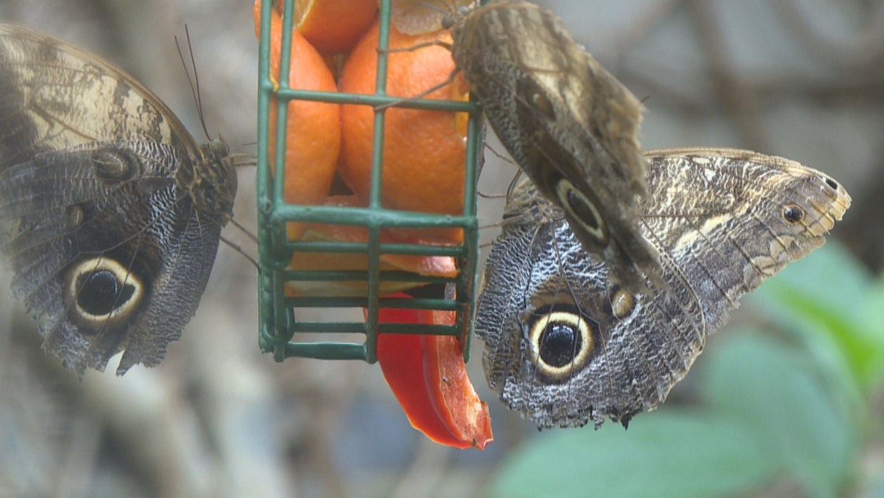 Tropical Escape: Play And Learn At The Butterfly Pavilion - CBS Colorado