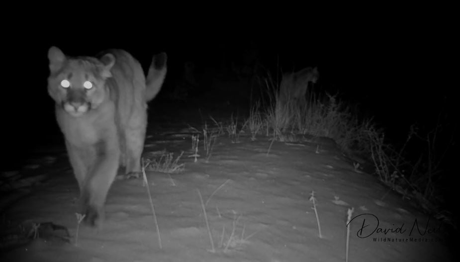 Video 3 Juvenile Mountain Lions Caught On Camera In Larimer County