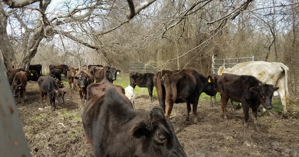 Cattle Found In Poor Condition In Grandview, Deputies Step In To ...