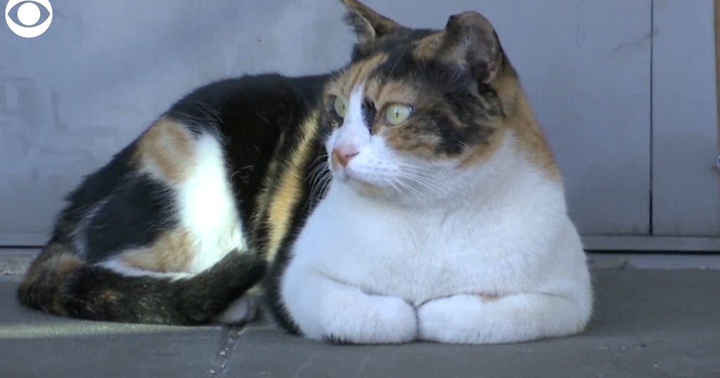 Mitsi The Cat Becomes Train Station's Mascot - CBS Pittsburgh