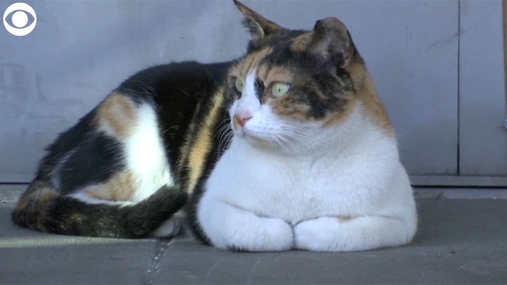 Mitsi The Cat Becomes Train Station's Mascot - CBS Pittsburgh