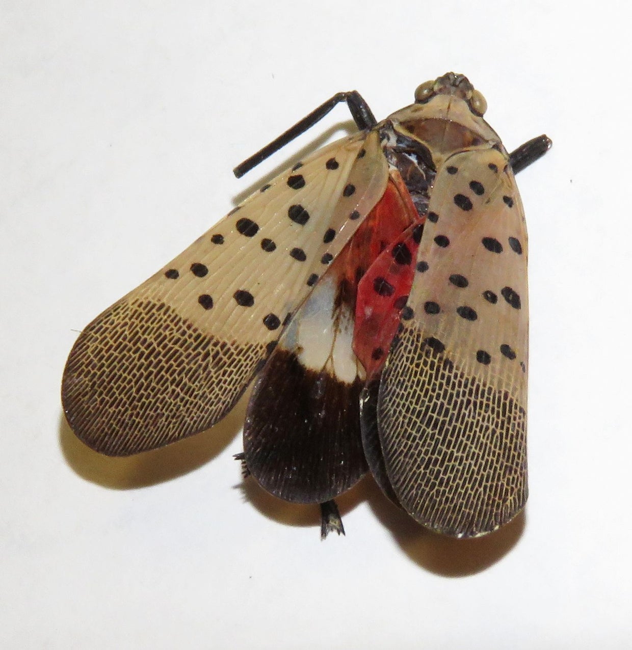 Massachusetts Residents Urged To Check Plants For Invasive Lanternfly ...
