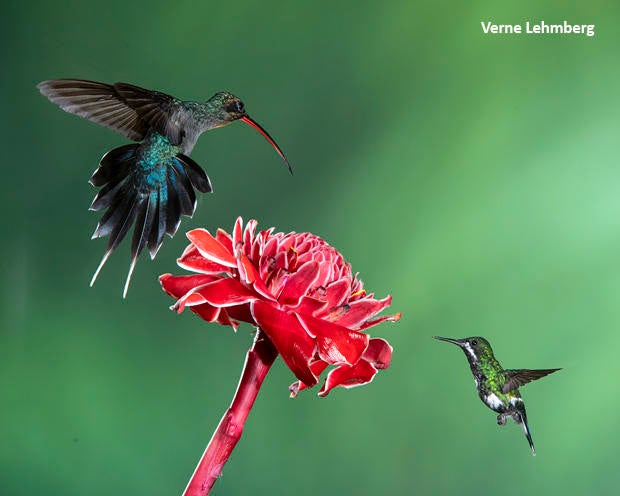 Nature up close: Hummingbirds, feathered fighters - CBS News