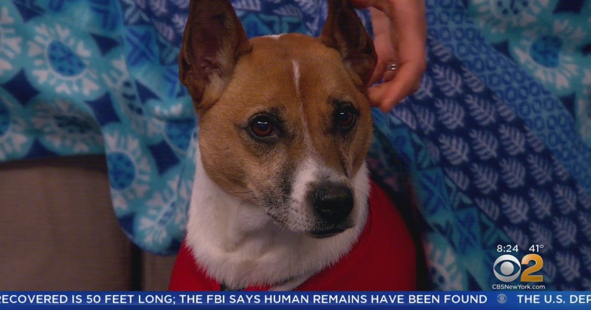 Furry Friend Finder: Harold And Jilly - CBS New York