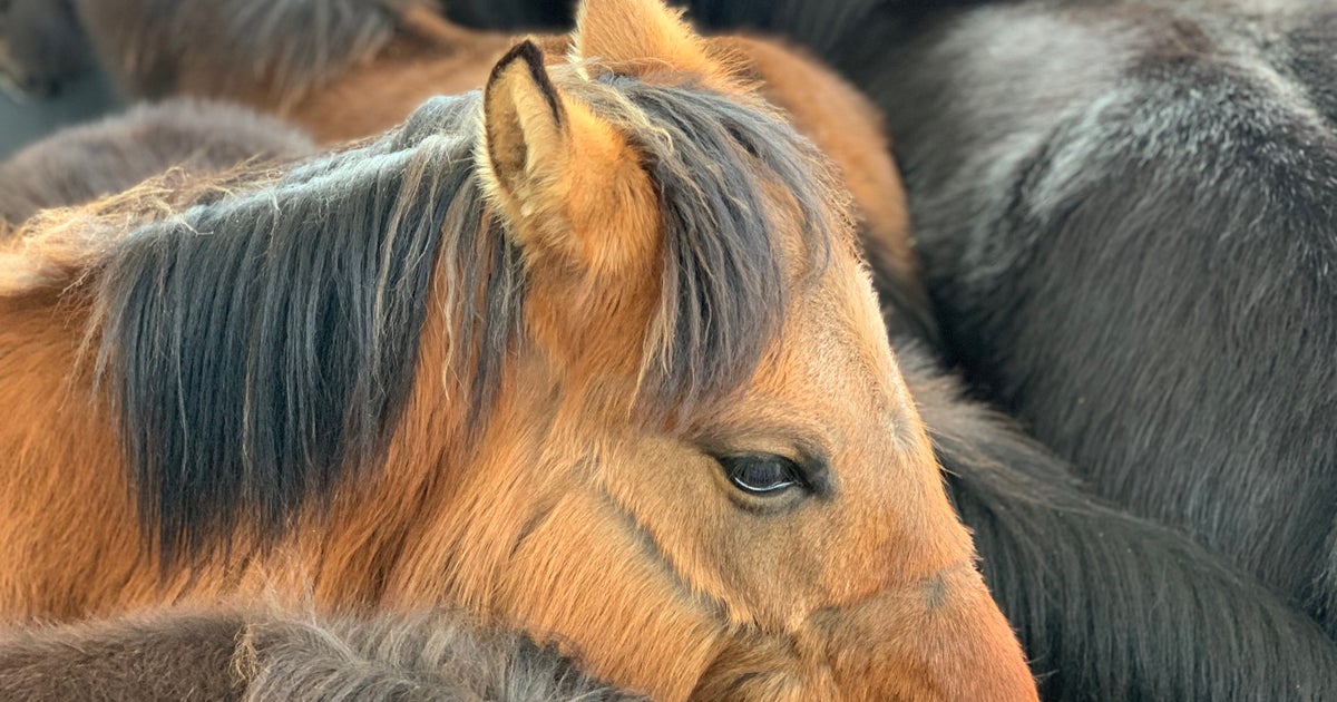 48 Neglected Horses Rescued: Donations Needed To Pay For Feed - CBS ...
