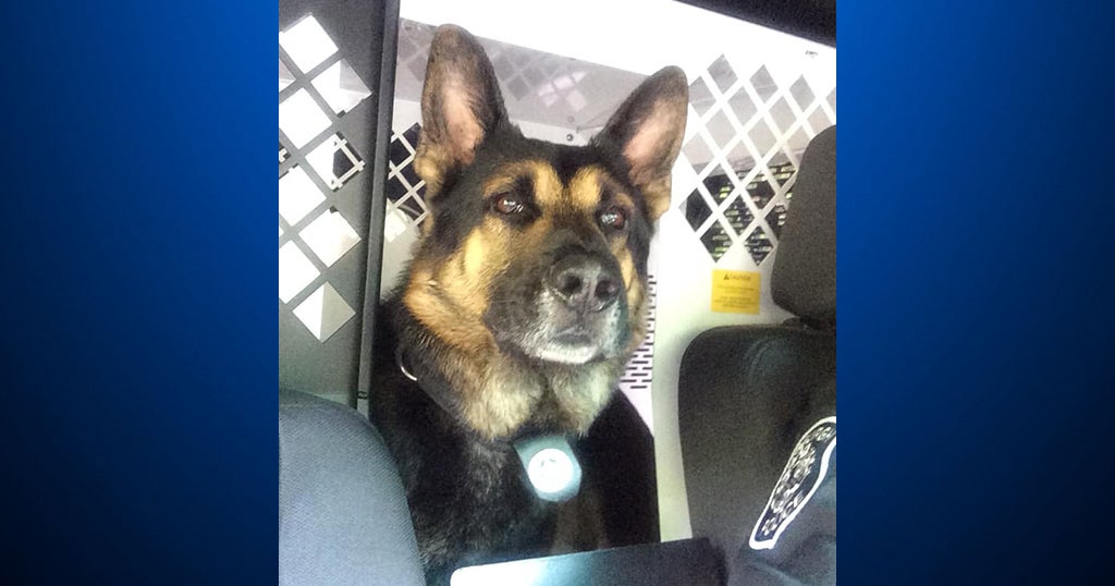 Pittsburgh Police K-9 Gerix Calls It A Career, Will Live With Handler ...