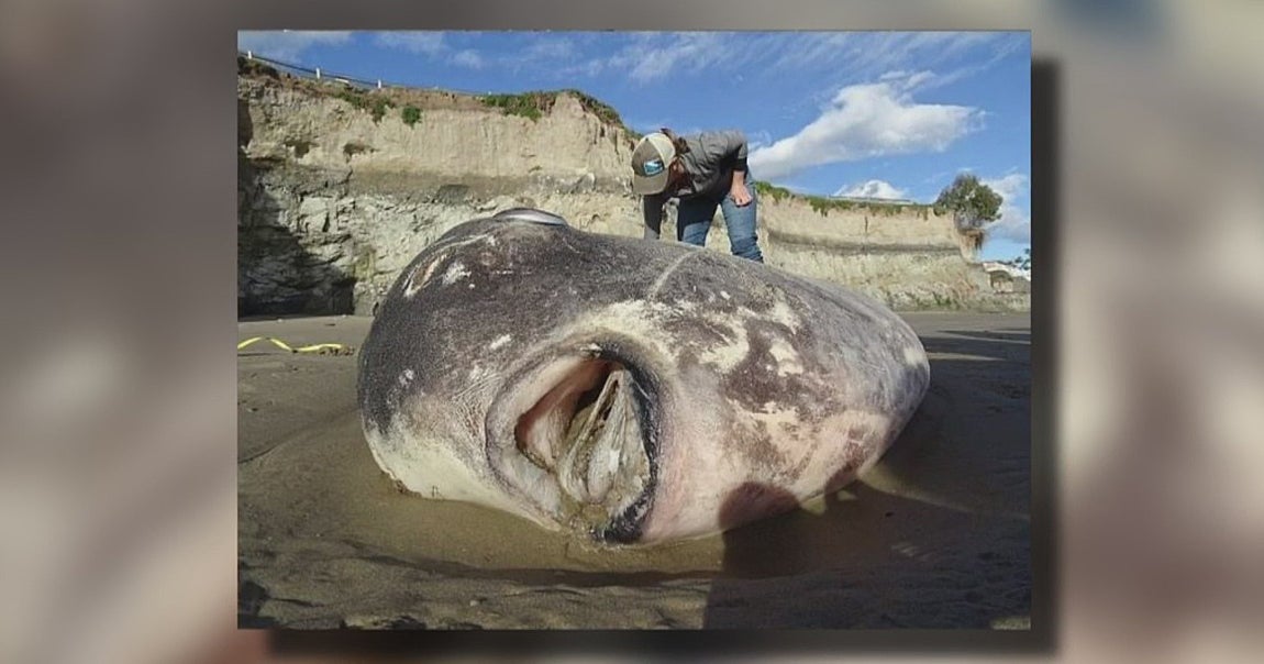 Elusive Hoodwinker Sunfish Washes Up On Santa Barbara Beach - CBS Los ...