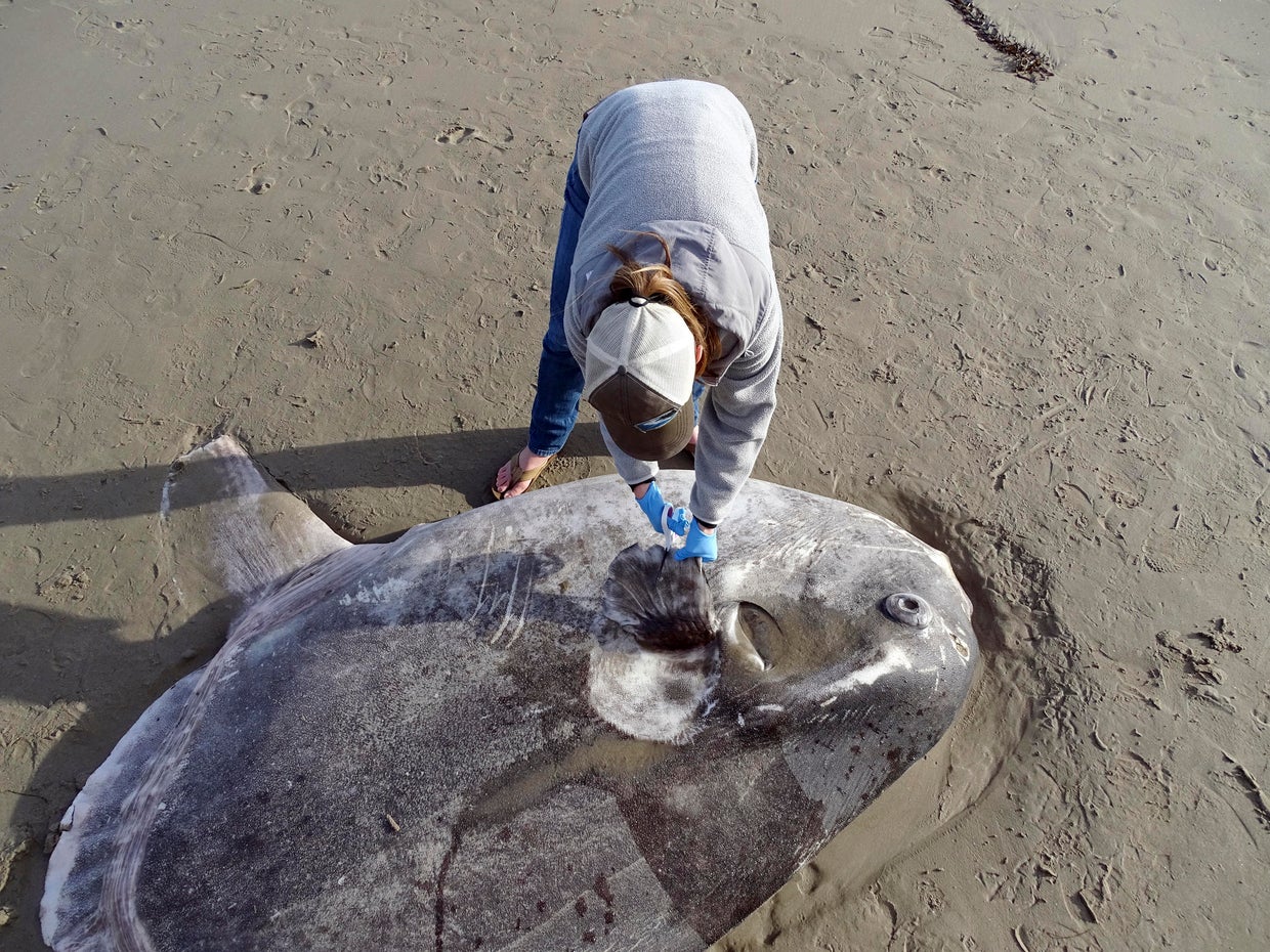 Rare 7-foot sea creature hoodwinker sunfish washes ashore in Southern ...