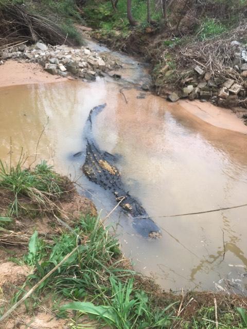 700 lb alligator: Massive 700-pound alligator found in Georgia - CBS News
