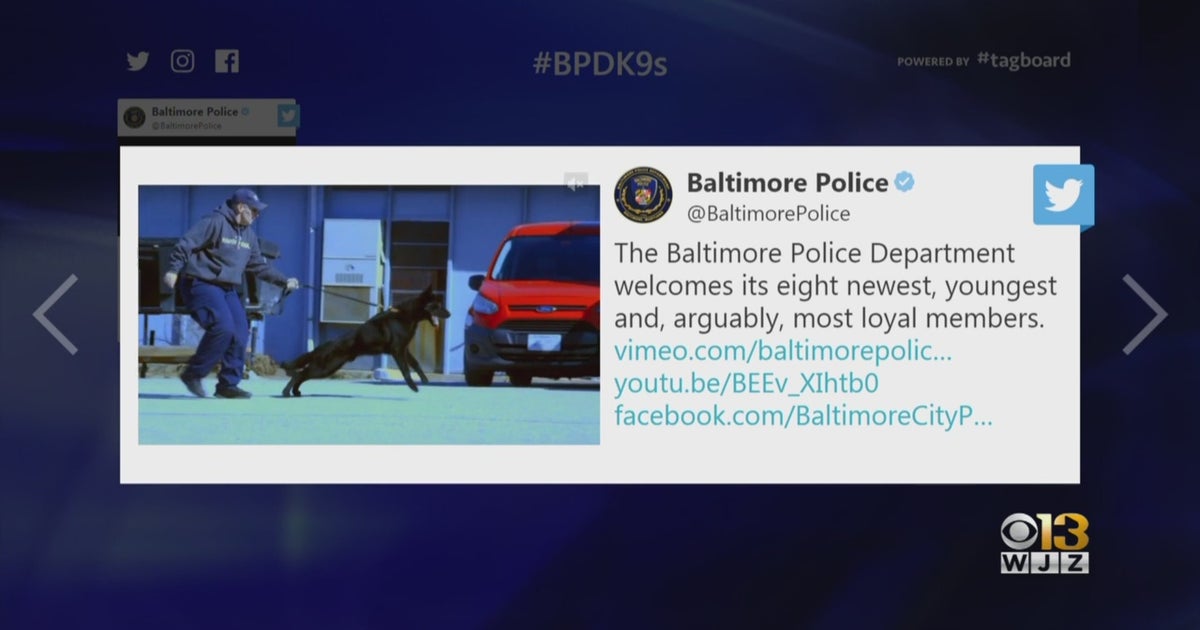 'They're Great Dogs' A Baltimore City Police Officer Said Of The ...