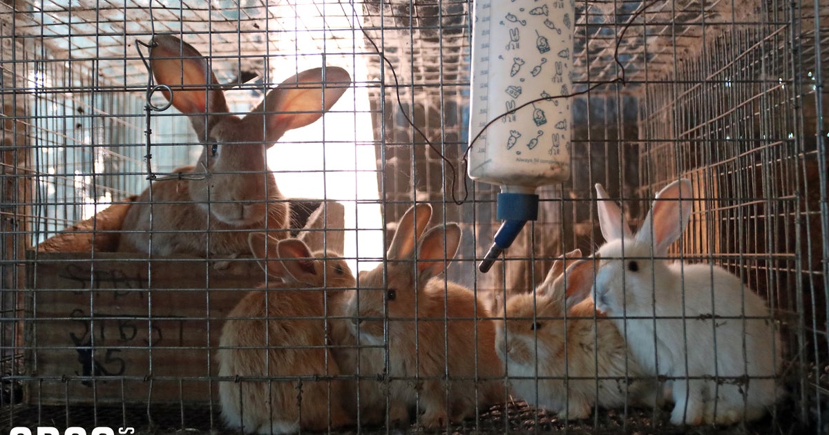 452 Neglected Rabbits Removed From Kaufman County Property - CBS Texas