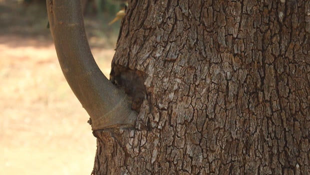 Olive trees in peril: In Italy's Puglia region, a major olive oil ...