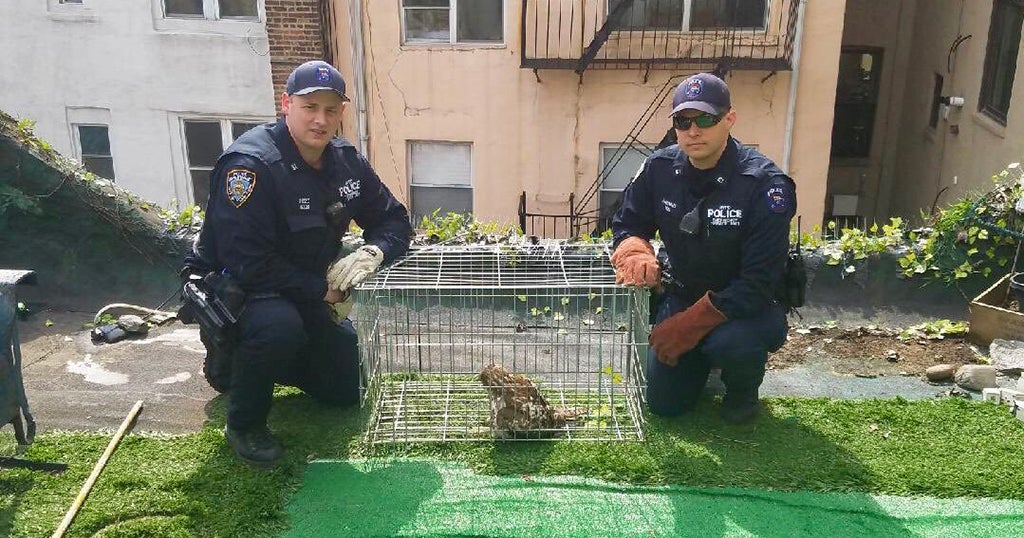 NYPD Officers Help Rescue Hawk From Piece Of Metal - CBS New York