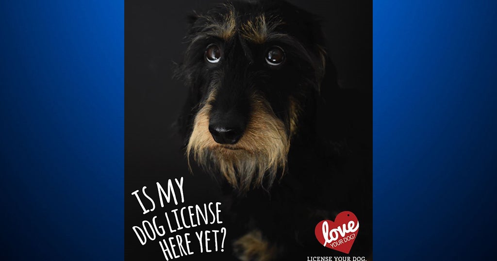 Furry Tails: 'Love Your Dog, License Your Dog' Campaign - CBS Pittsburgh