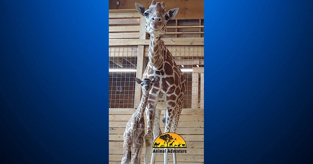 April The Giraffe Heading Into Retirement, Going On Birth Control - CBS ...