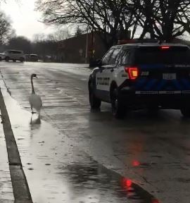 WATCH: Lost Swan Wandering Near Traffic Is Led To Safety In Lincolnwood ...