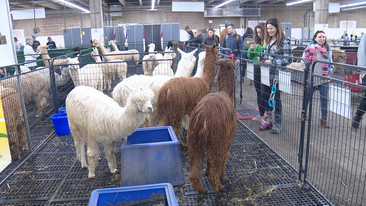 National Alpaca Show Returns To Denver - CBS Colorado