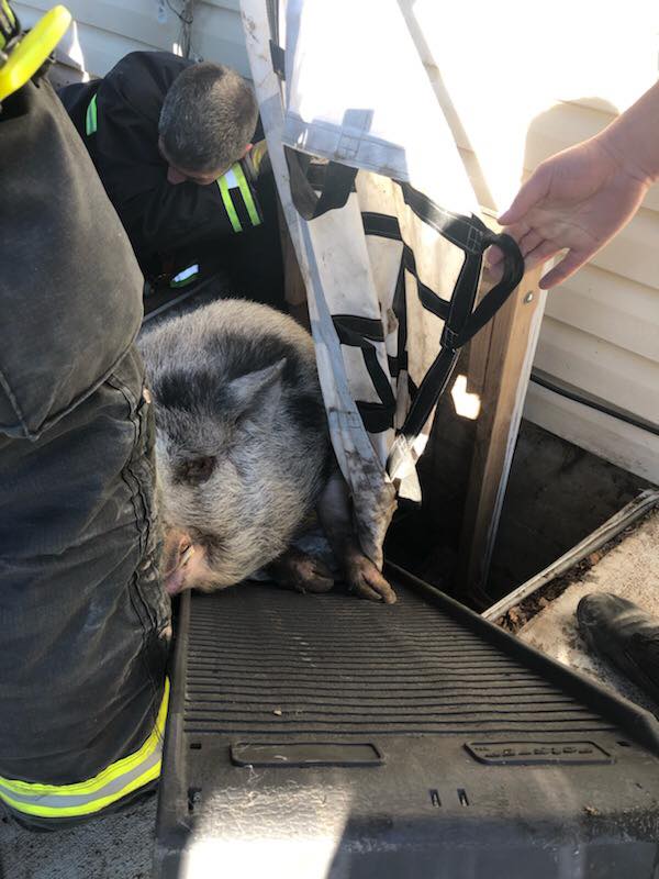 Firefighters Rescue Pot-Bellied Pig Who Got Stuck In Crawl Space - CBS ...