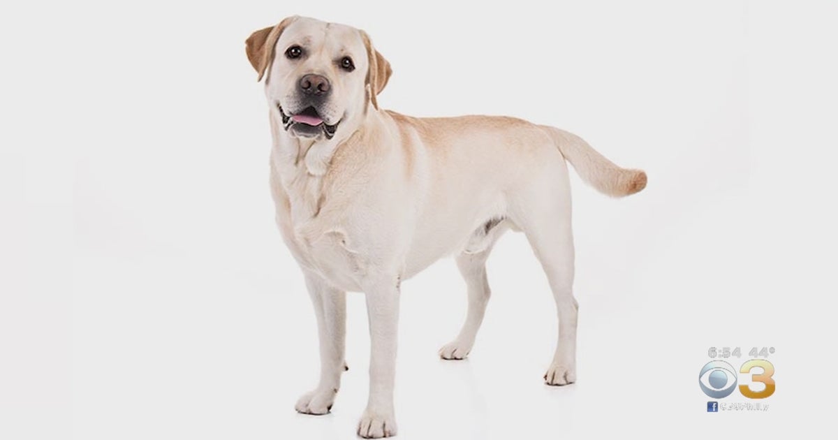 Labrador Retrievers Again Voted Top Dog Breed In US, According To ...