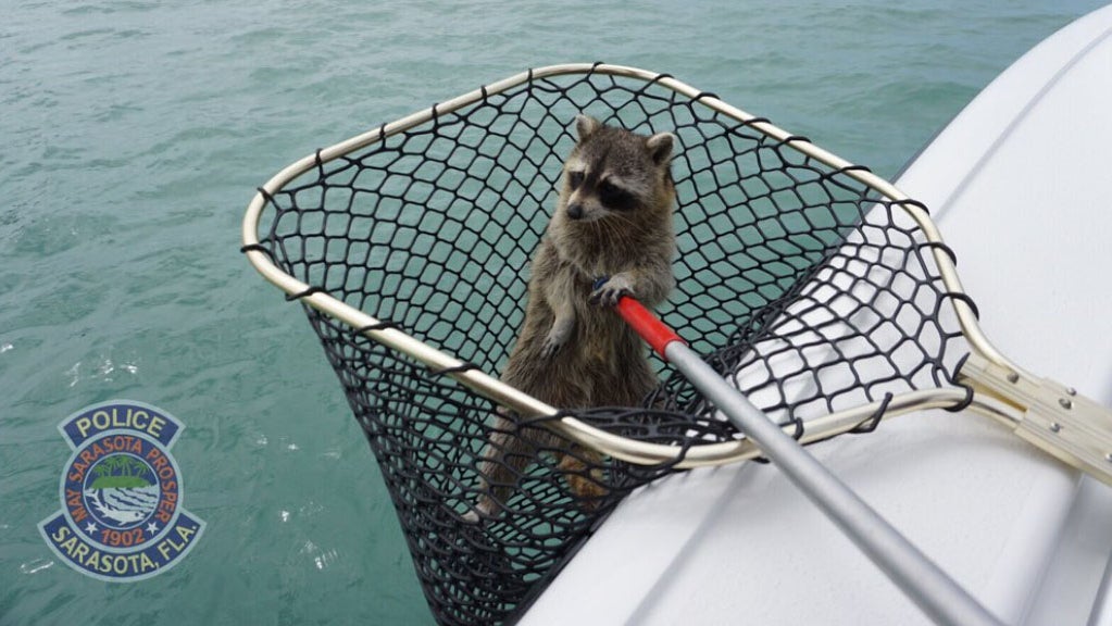 VIDEO: Florida Raccoon Rescued From Channel Marker - CBS Miami