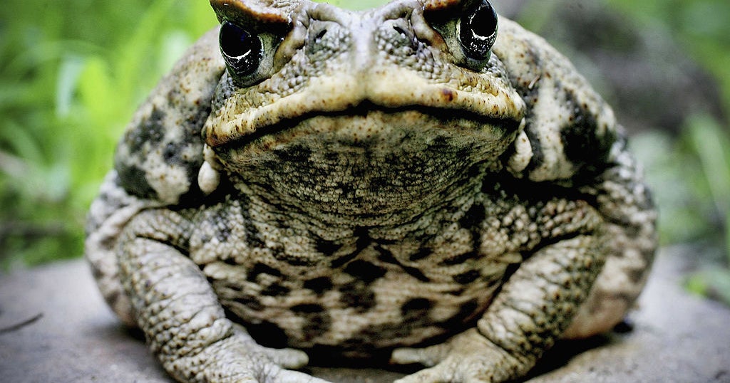 Invasion Of Tiny Poisonous Toads Alarms Florida Community - CBS Miami