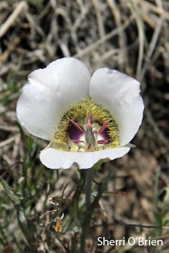 Nature up close: Grand Canyon ecosystems - CBS News