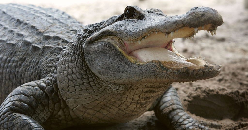 'That Is A Monster': Video Shows Massive Alligator Interrupting Game At ...