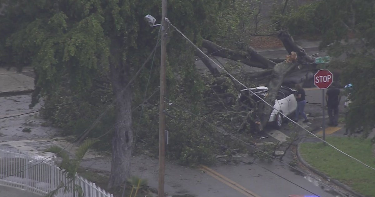 Large Tree Falls On Occupied Car In Miami - CBS Miami