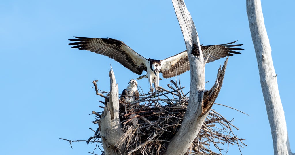 Michigan Officials Seek Volunteers To Monitor Osprey Nests - CBS Detroit