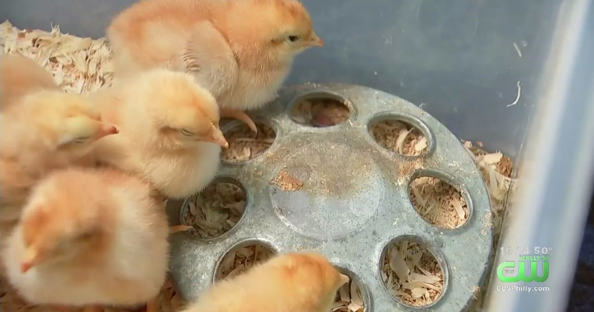 'Thank You For Saving The Chickies': Young Students Thank Firefighters ...