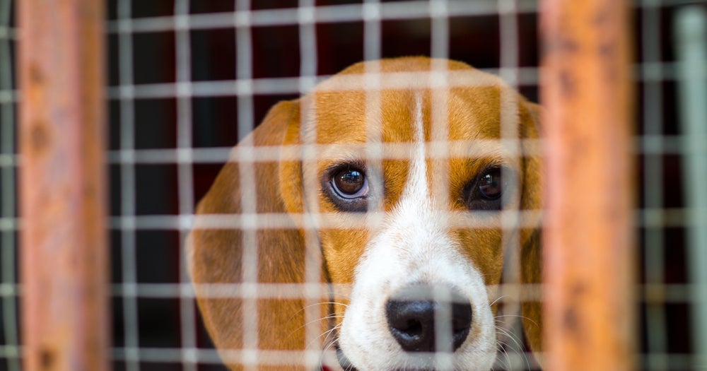 Michigan Humane Society To Take In Lab Beagles, Find Them Homes - CBS ...