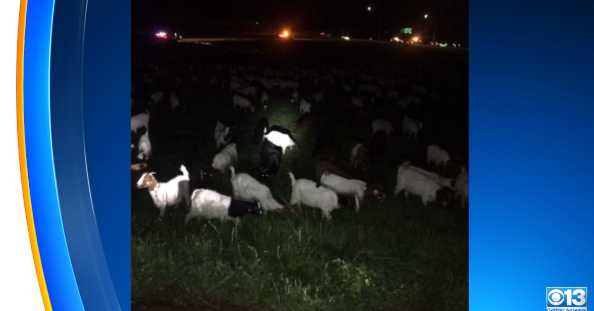 The Great Goat Escape: Goats Take Over Highway 65, Some Struck By ...