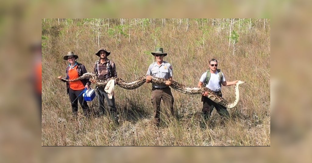 Researchers In Florida Remove Nearly 20-Foot Long Snake From Preserve ...