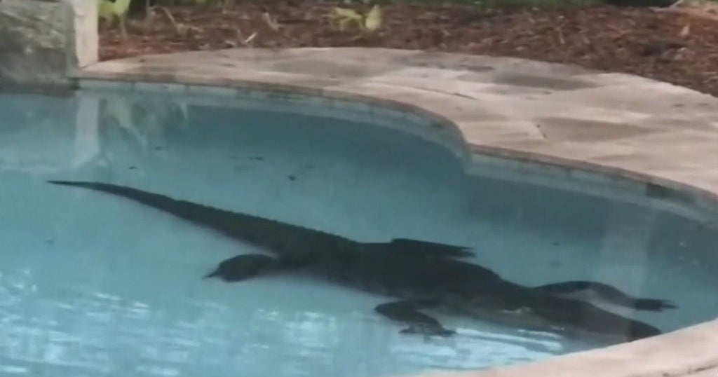 9 Foot Gator Pulled From Palm Beach Garden Family's Pool - CBS Miami