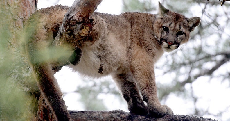 Mountain Lion Hanging Out In Tree In Boulder Neighborhood - CBS Colorado