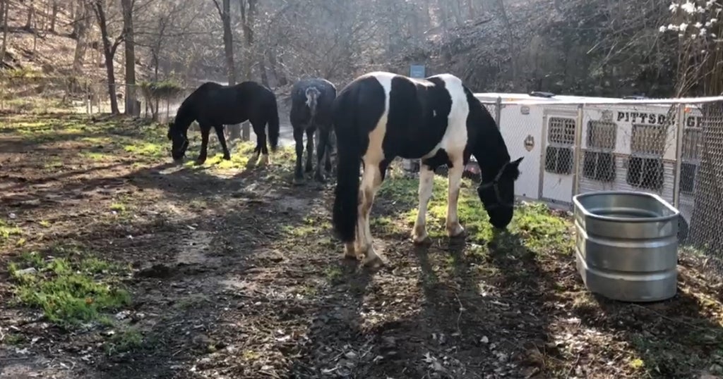 'On The Lam': 5 Horses With Pittsburgh Police Mounted Patrol Briefly ...