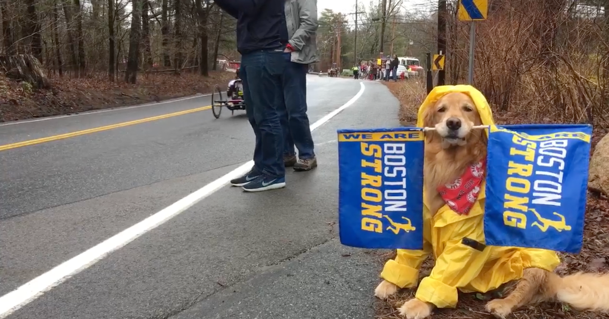 Therapy dog named Spencer back on the Boston Marathon trail to cheer on ...