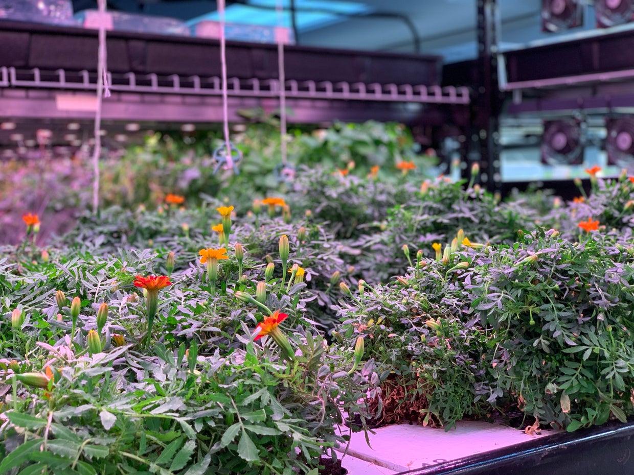 Underground Farm In Tribeca