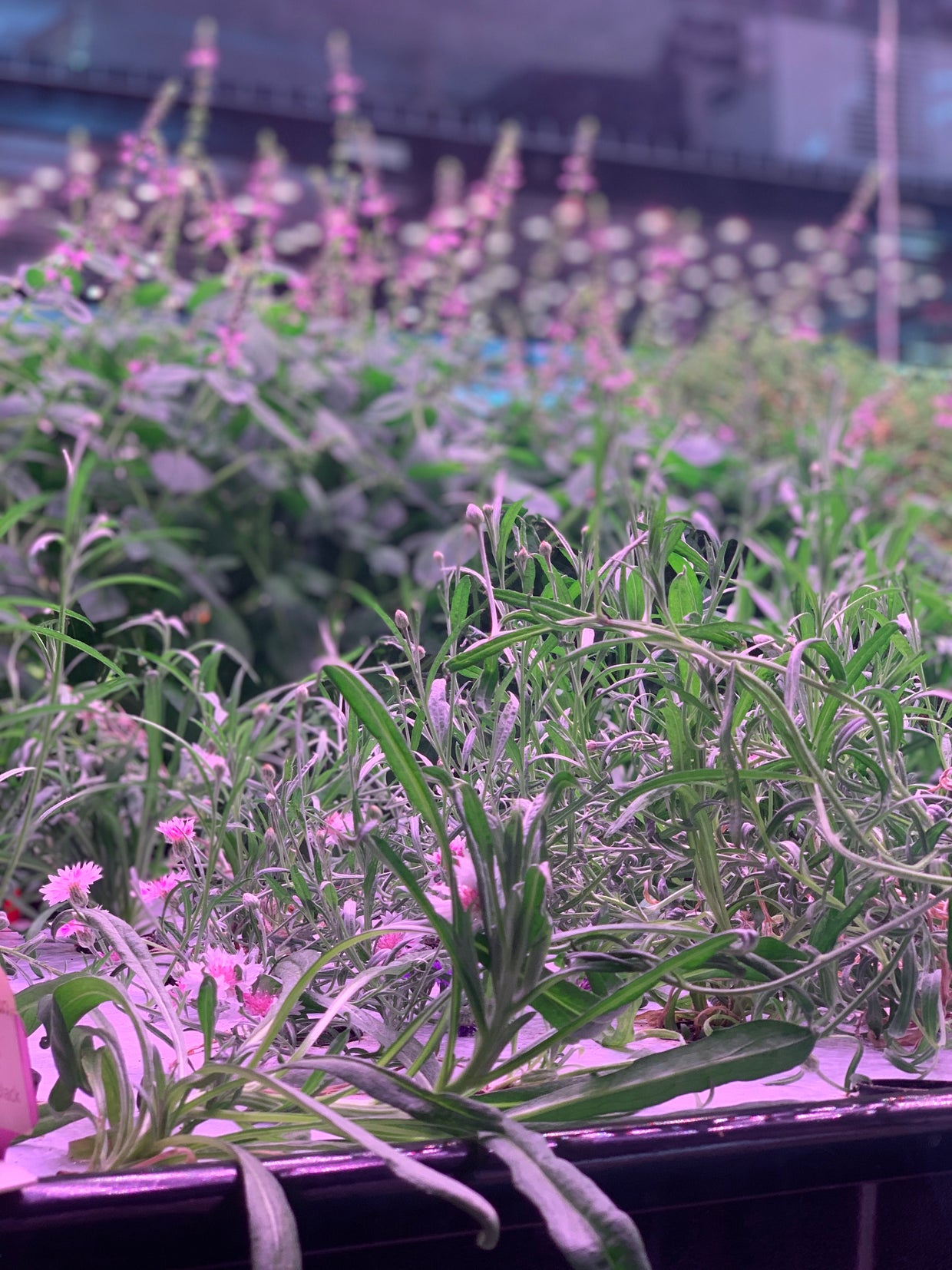 Underground Farm In Tribeca