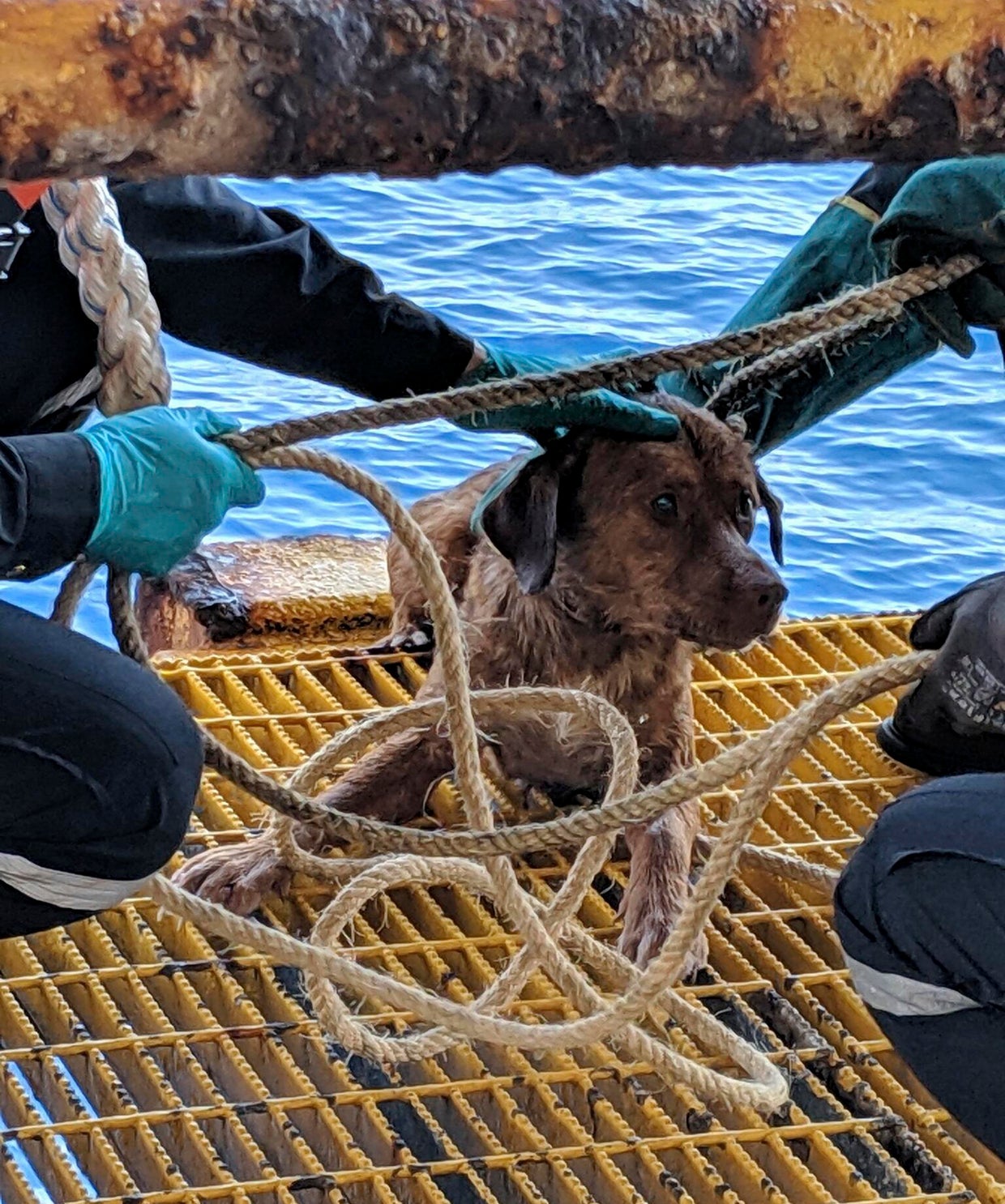 Dog rescued at sea: Oil rig workers rescue canine swimming 135 miles ...